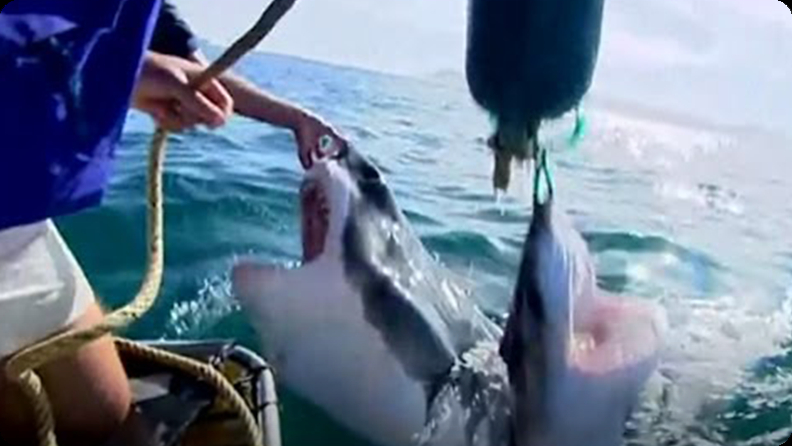 Great White Shark Encounter Video | Discover Fun and Educational Videos ...