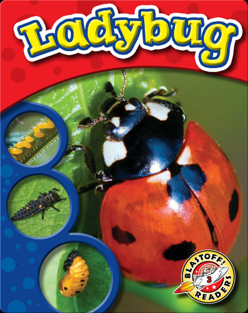 The Life Cycle of a Ladybug Book by Colleen Sexton | Epic