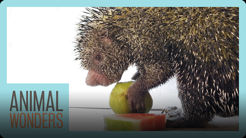 Porcupine Eats Fruit Video | Discover Fun and Educational Videos That ...