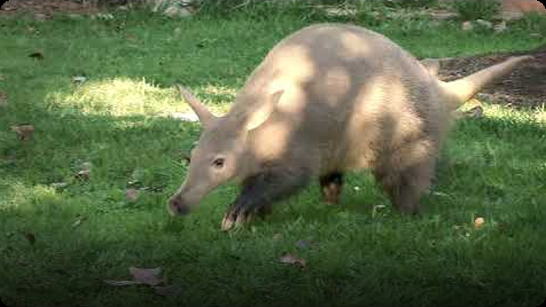 Aardvarks Can Dig Two Feet Underground in 15 Seconds Flat Video ...