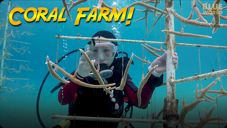 Jonathan Bird's Blue World: Bonaire Coral Farm Video | Discover Fun and ...