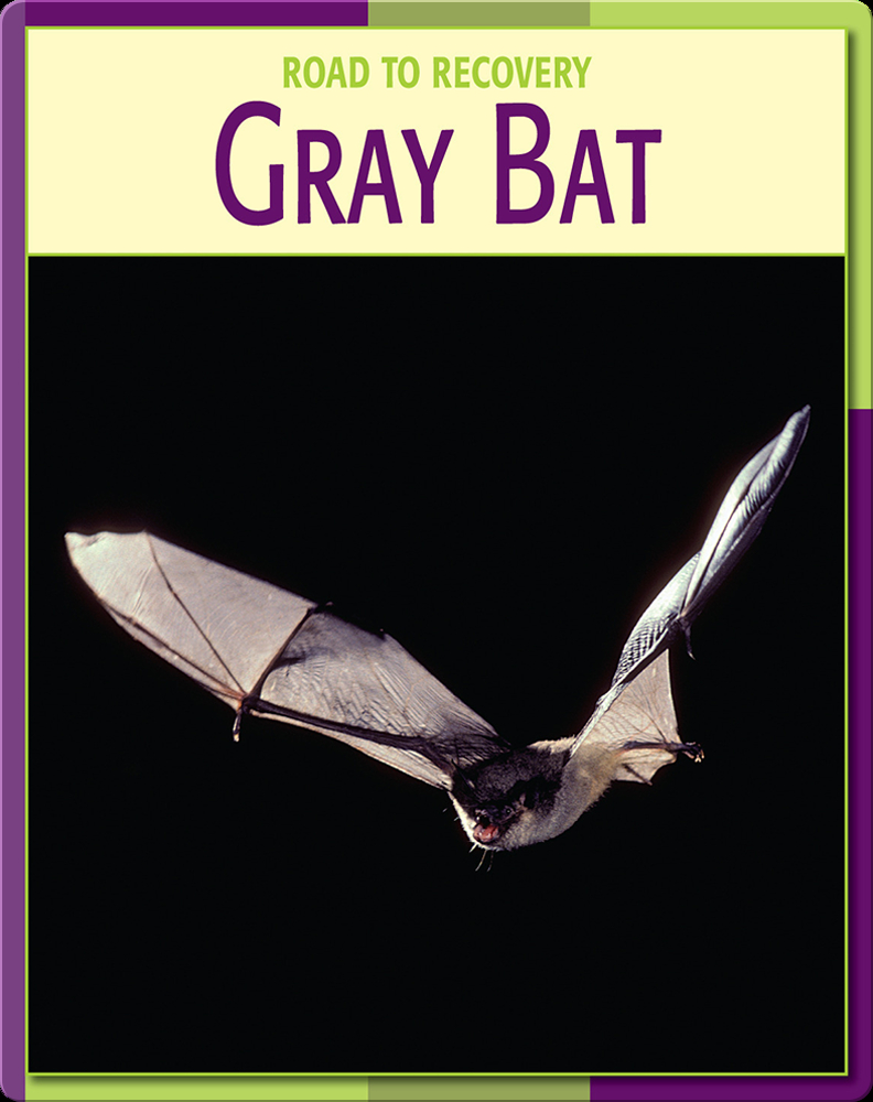 Road To Recovery: Gray Bat Book by Susan H. Gray | Epic