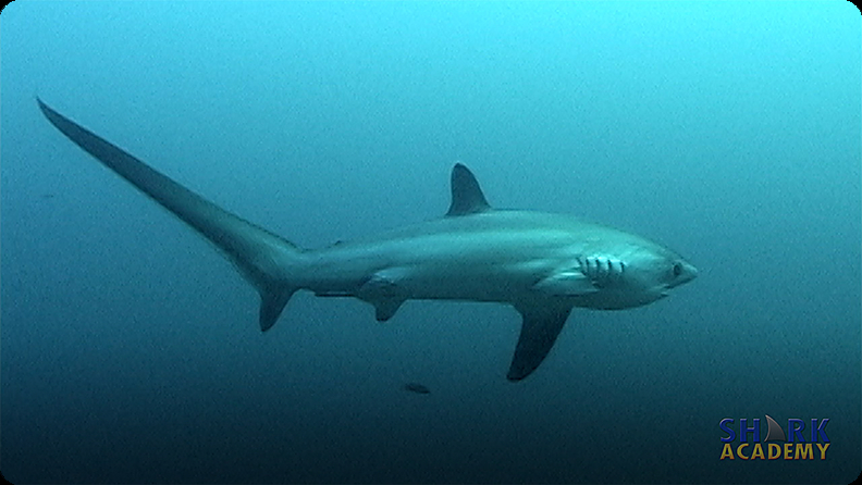 Thresher Sharks Video | Discover Fun and Educational Videos That Kids ...