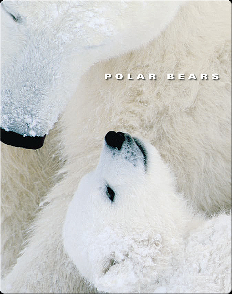 Polar Bears Book by Sophie Lockwood | Epic