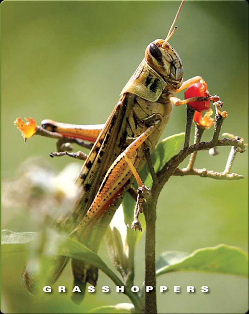 Grasshoppers Book by Sophie Lockwood | Epic