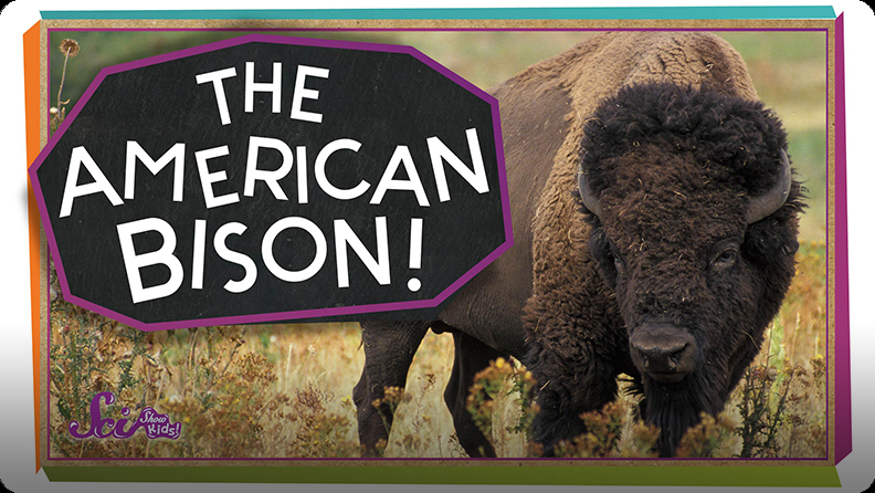 SciShow Kids: Meet the American Bison! Video | Discover Fun and ...