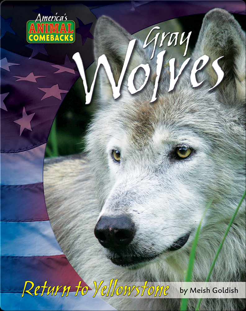 Gray Wolves: Return to Yellowstone Book by Meish Goldish | Epic