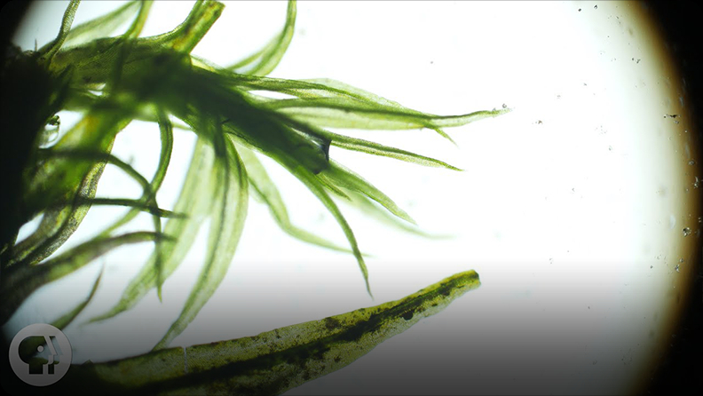 Resurrection Plants Spring Back to Life in Seconds Video | Discover Fun ...