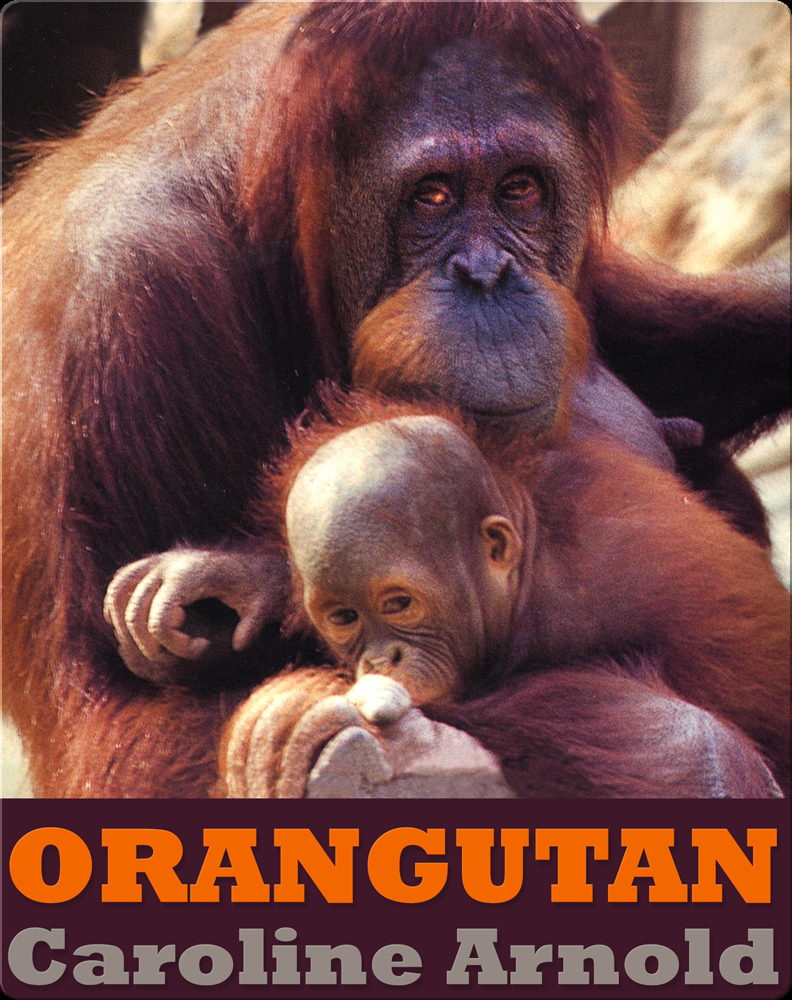 Orangutan Book by Caroline Arnold | Epic
