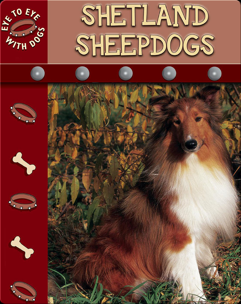 Eye To Eye With Dogs: Shetland Sheepdogs Book by Lynn Stone | Epic