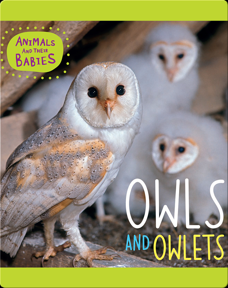 Owls and Owlets Book by Annabelle Lynch | Epic