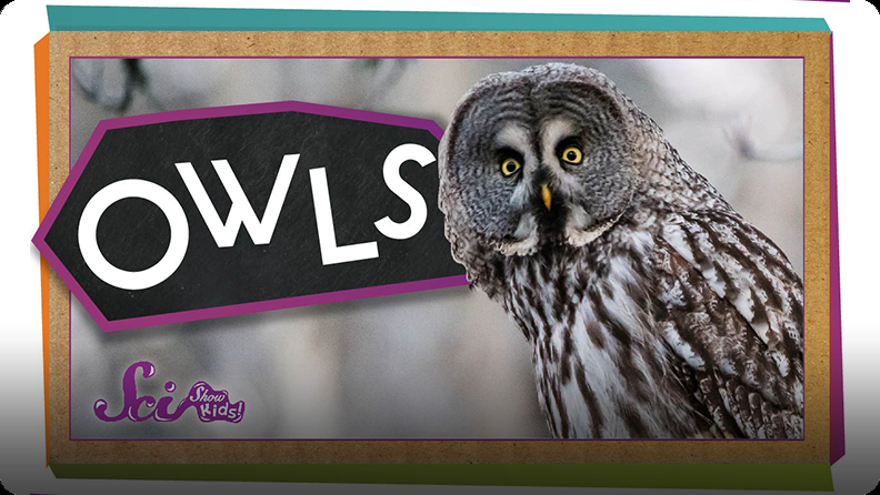 SciShow Kids: Amazing Owl Superpowers! Video | Discover Fun and ...