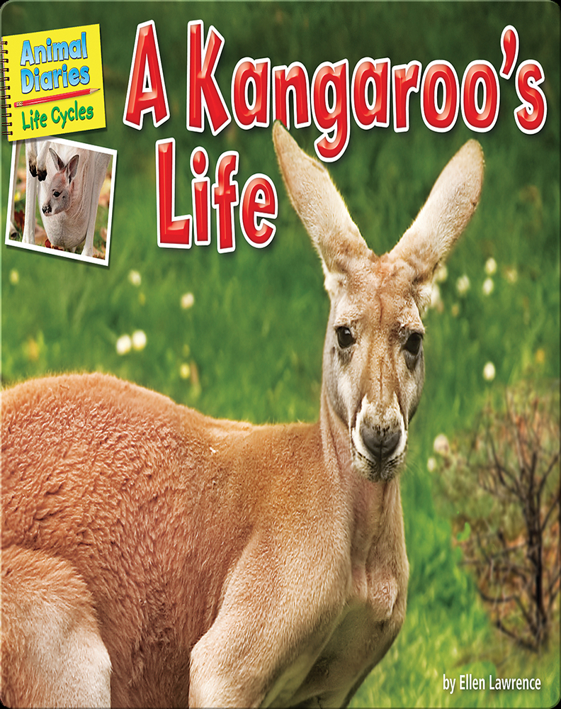 A Kangaroo's Life Book by Ellen Lawrence | Epic