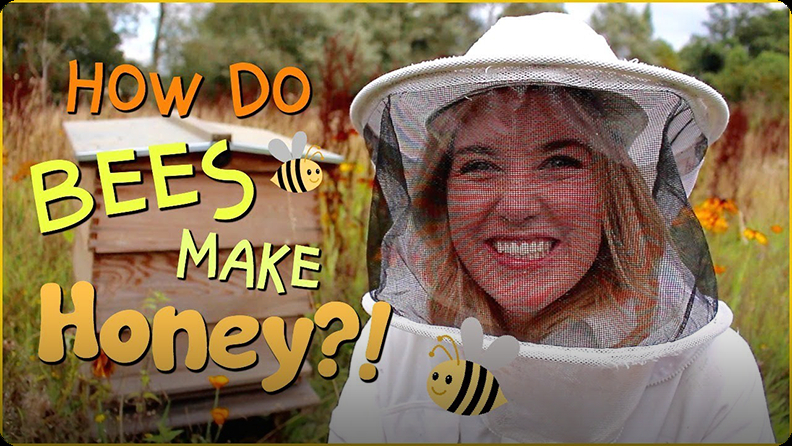How do Bees make Honey? | Beekeeping with Maddie Video | Discover Fun ...