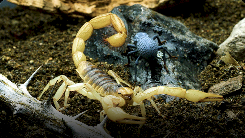 Desert Animals Video | Discover Fun and Educational Videos That Kids ...