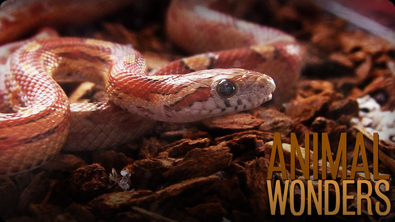 Retained Shed Removal and Prevention! Video | Discover Fun and ...