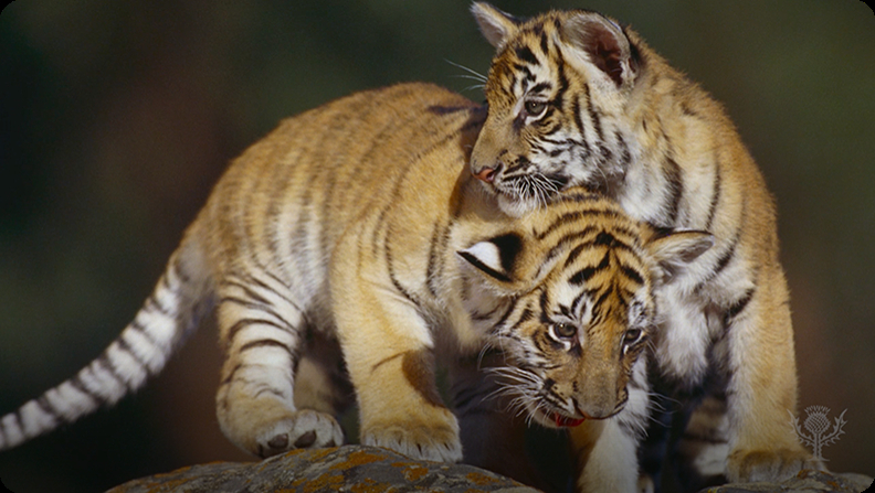 Tigers Video | Discover Fun and Educational Videos That Kids Love ...