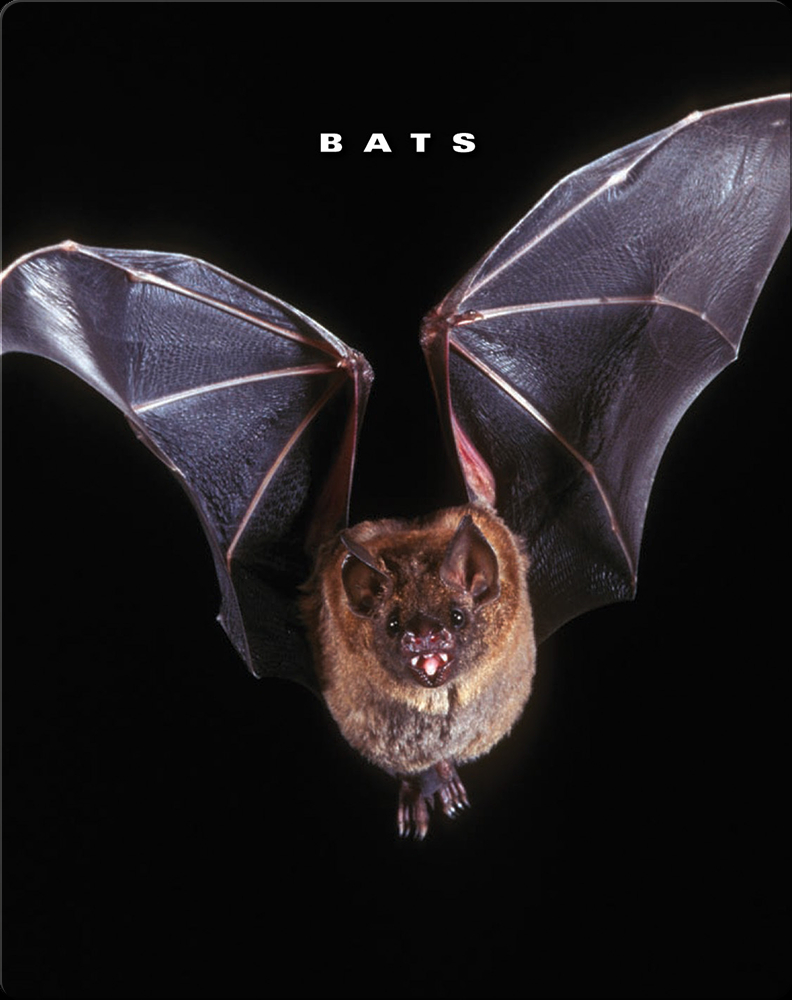 Bats Book by Sophie Lockwood | Epic