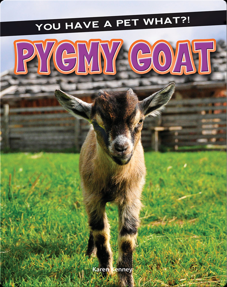 Pygmy Goat Book by Karen Kenney | Epic