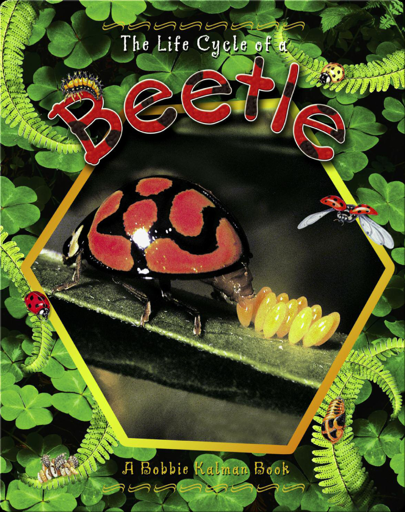 The Life Cycle of a Beetle Book by Bobbie Kalman, Molly Aloian | Epic