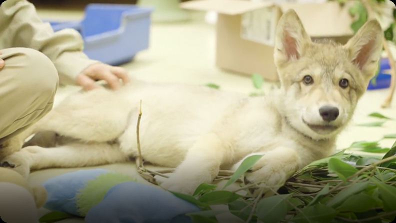 Meet Shadow, a Wolf Pup With a Ferocious Appetite Video | Discover Fun ...