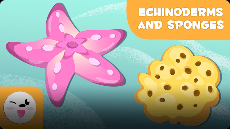 Smile and Learn Animals: Echinoderms and Sponges Video | Discover Fun ...