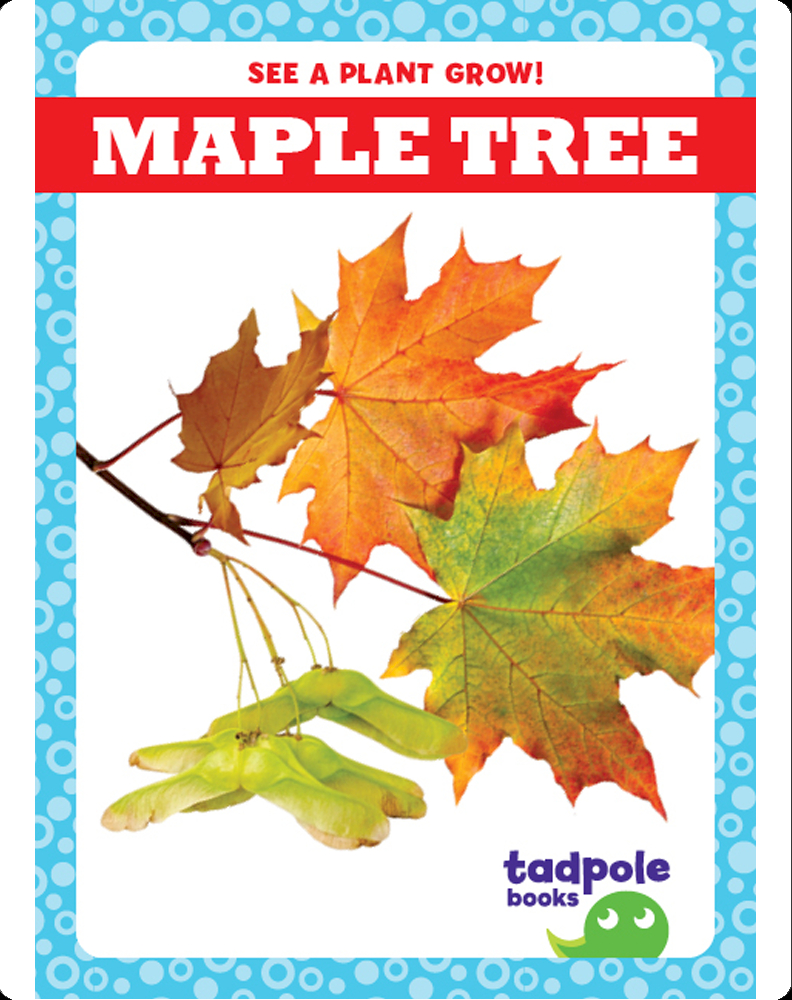 See a Plant Grow!: Maple Tree Book by Charlie W. Sterling | Epic