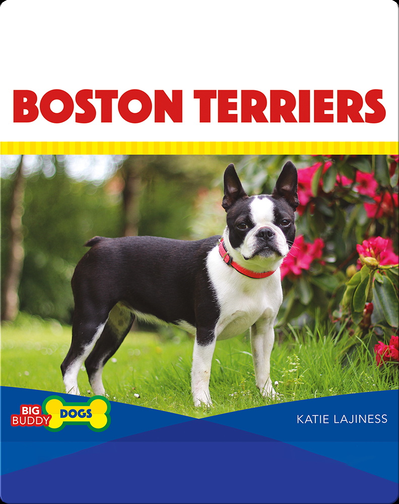 Boston Terriers Book by Katie Lajiness | Epic