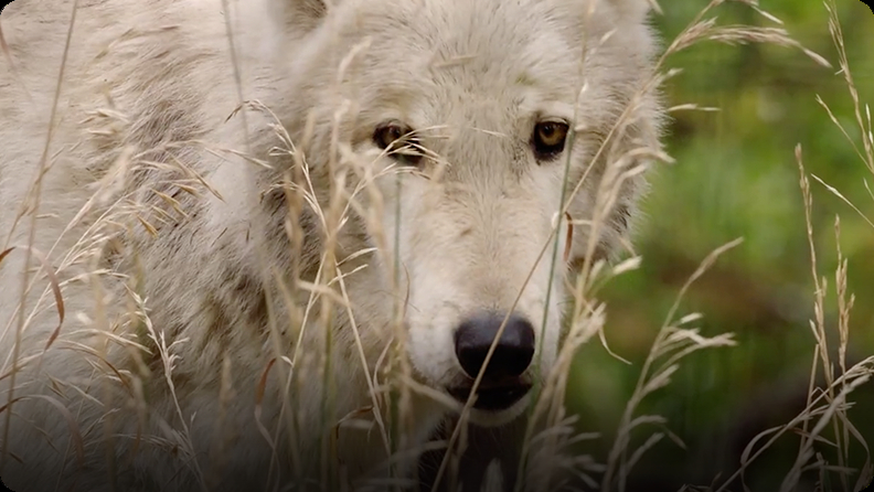 Female Gray Wolves Are The Leaders of their Packs Video | Discover Fun ...