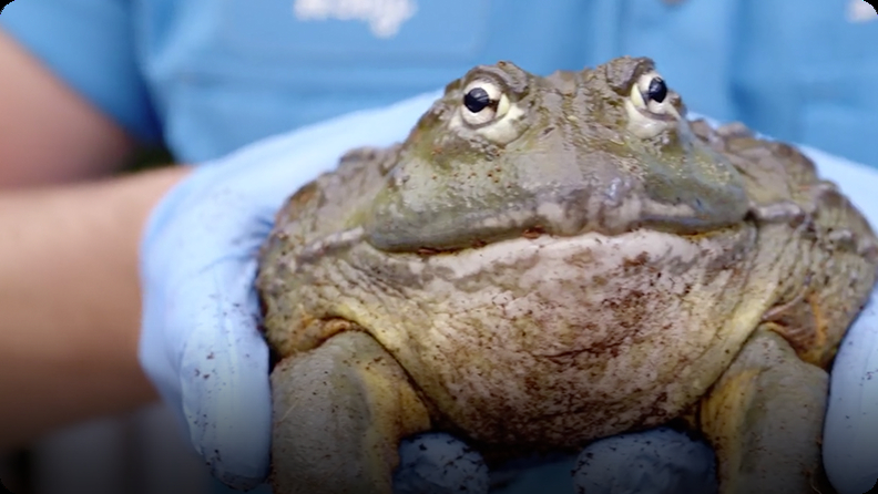 Why African Bullfrogs, a.k.a. Pixie Frogs, Make Great Dads Video ...