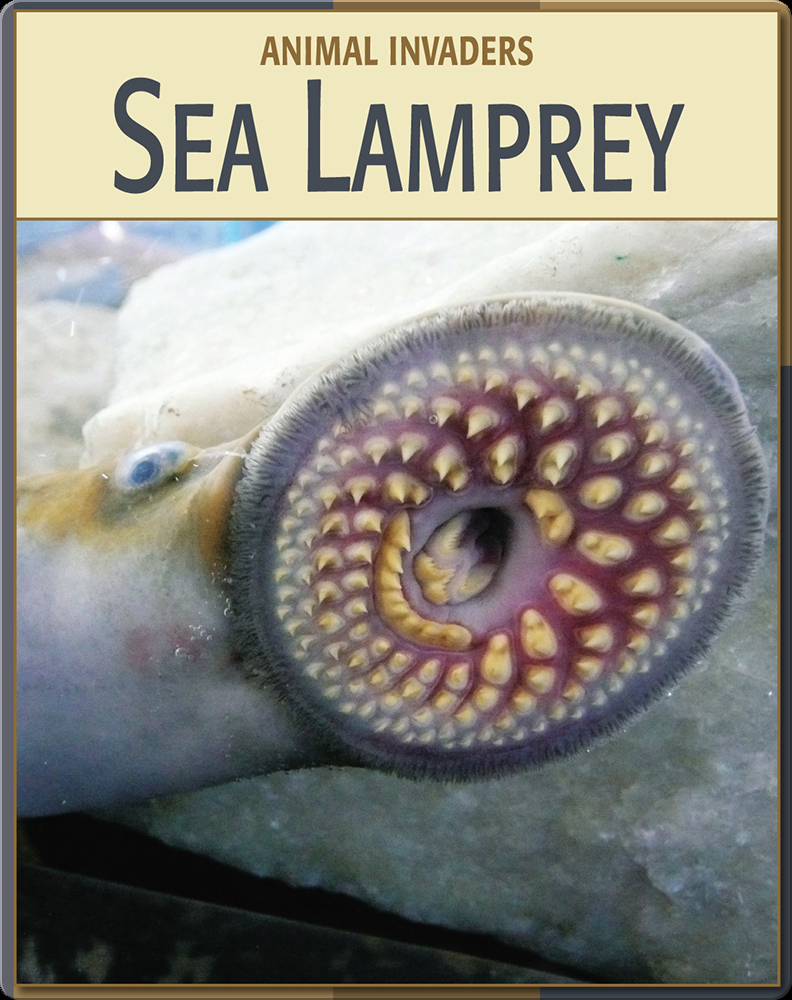 Animal Invaders: Sea Lamprey Book by Barbara A. Somervill | Epic