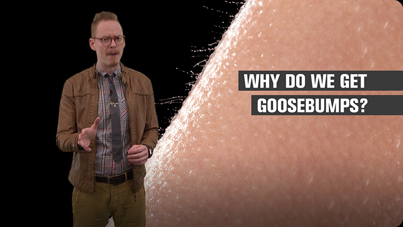 Why Do We Get Goosebumps? Video | Discover Fun and Educational Videos ...
