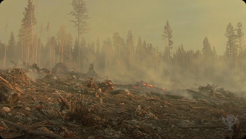 Forest Fires Video | Discover Fun and Educational Videos That Kids Love ...