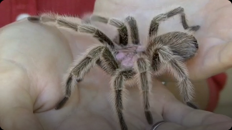 Spiders! Video | Discover Fun and Educational Videos That Kids Love ...