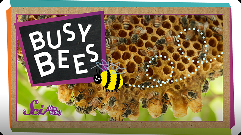 SciShow Kids: Busy Bees Video | Discover Fun and Educational Videos ...