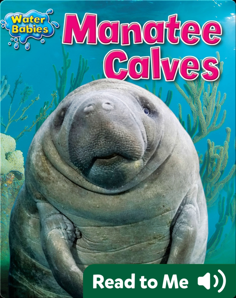 Manatee Calves Book by Ruth Owen | Epic