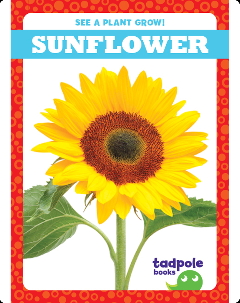 See a Plant Grow!: Sunflower Book by Charlie W. Sterling | Epic