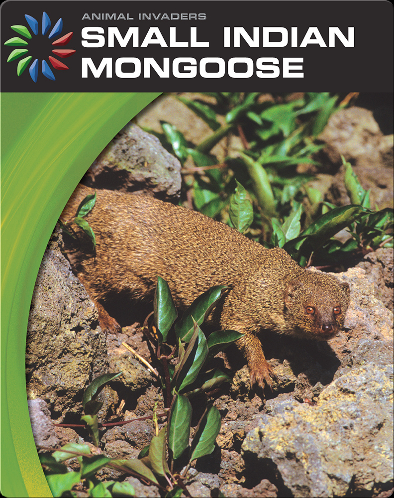 Animal Invaders: Small Indian Mongoose Book by | Epic