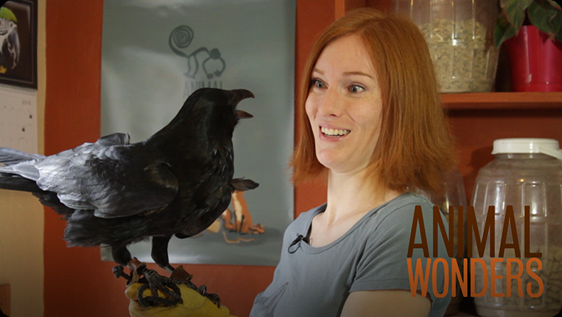 Meet & Greet: Joy and Rook Video | Discover Fun and Educational Videos ...