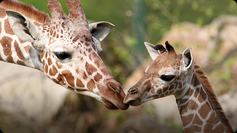 Giraffe Video | Discover Fun and Educational Videos That Kids Love ...