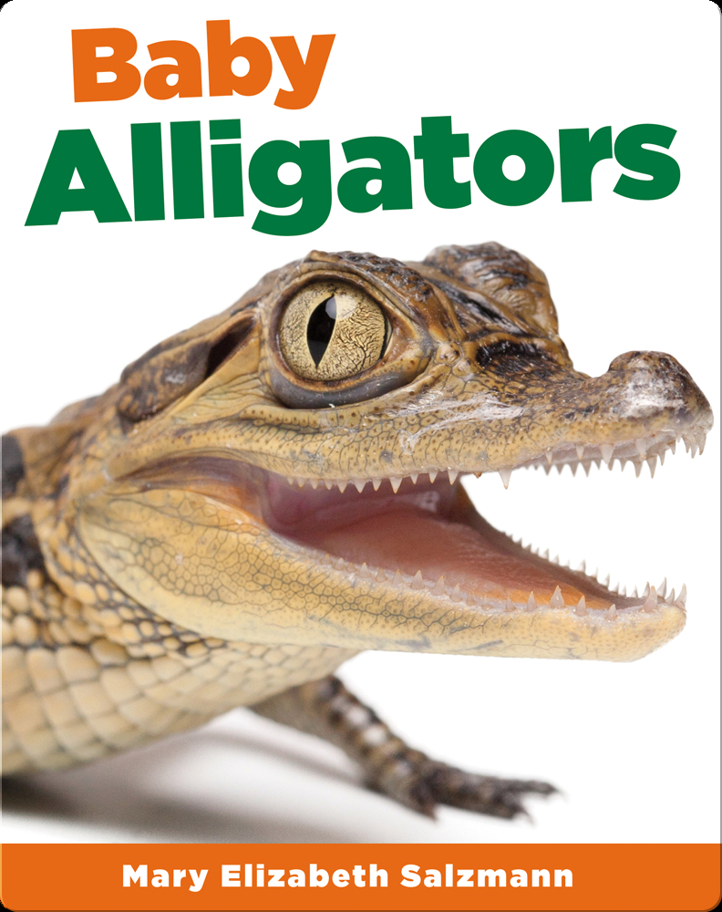 Baby Alligators Book by Mark Elizabeth Salzmann | Epic