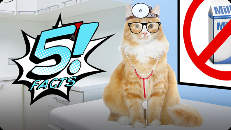 5 Cat Facts That Will Make You Purr | 5 FACTS Video | Discover Fun and ...