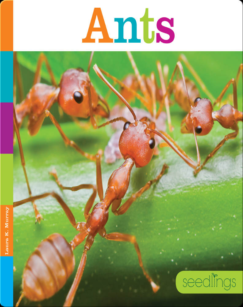 Ants Book by Laura K. Murray | Epic