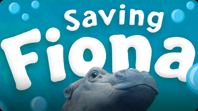 Saving Fiona: The Story of the World's Most Famous Baby Hippo Video ...