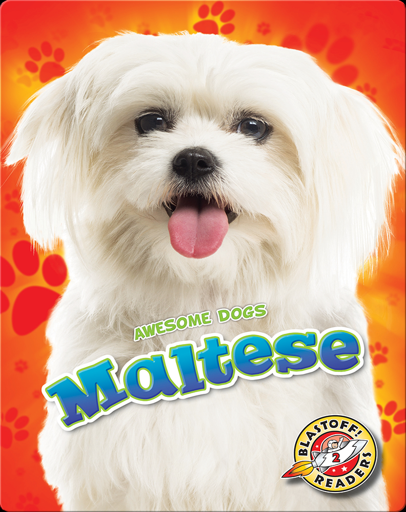 Awesome Dogs: Maltese Book by Kaitlyn Duling | Epic