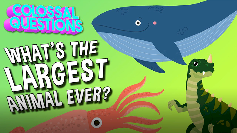 Colossal Questions: What's the Largest Animal Ever? Video | Discover ...