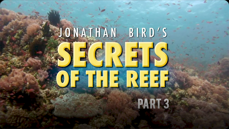 Jonathan Bird's Blue World: Secrets of the Reef (2008) Part 3 Video ...