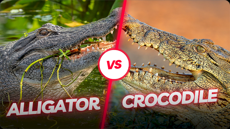Crocs vs. Gators: The Ultimate Showdown Video | Discover Fun and ...