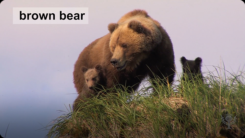 Bears Video | Discover Fun and Educational Videos That Kids Love | Epic ...