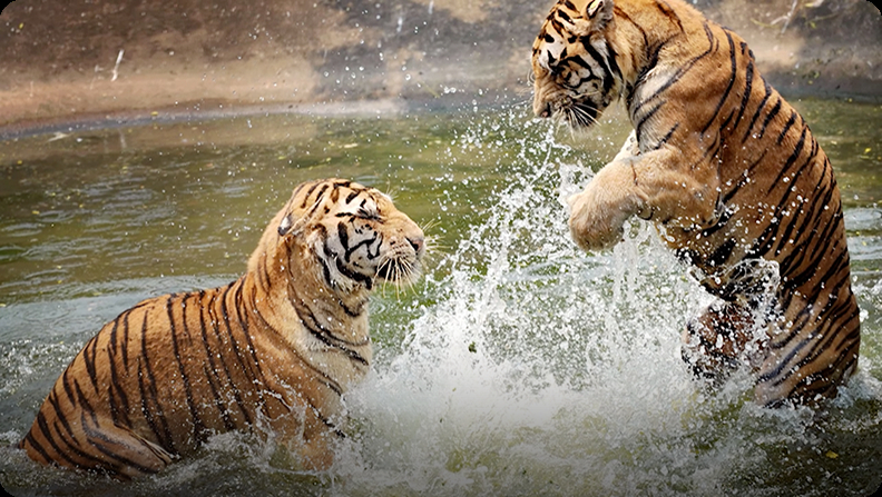 Did You Know: Tigers Video | Discover Fun and Educational Videos That ...